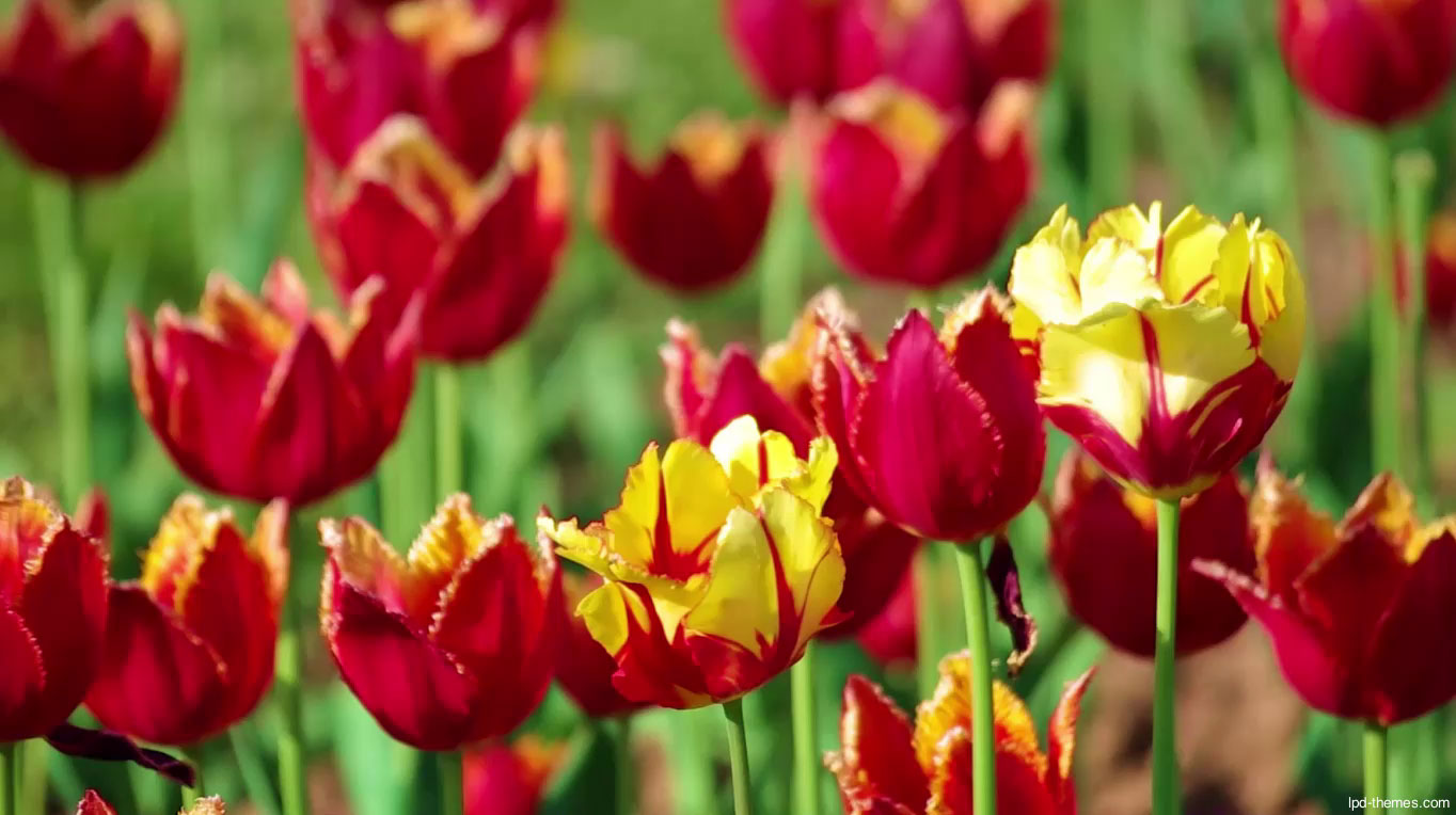 Tiara Flowers Cyprus | Flowers plants arrangements delivery Cyprus ...